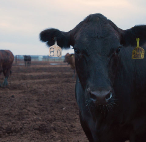 Home - Dean & Peeler Meats